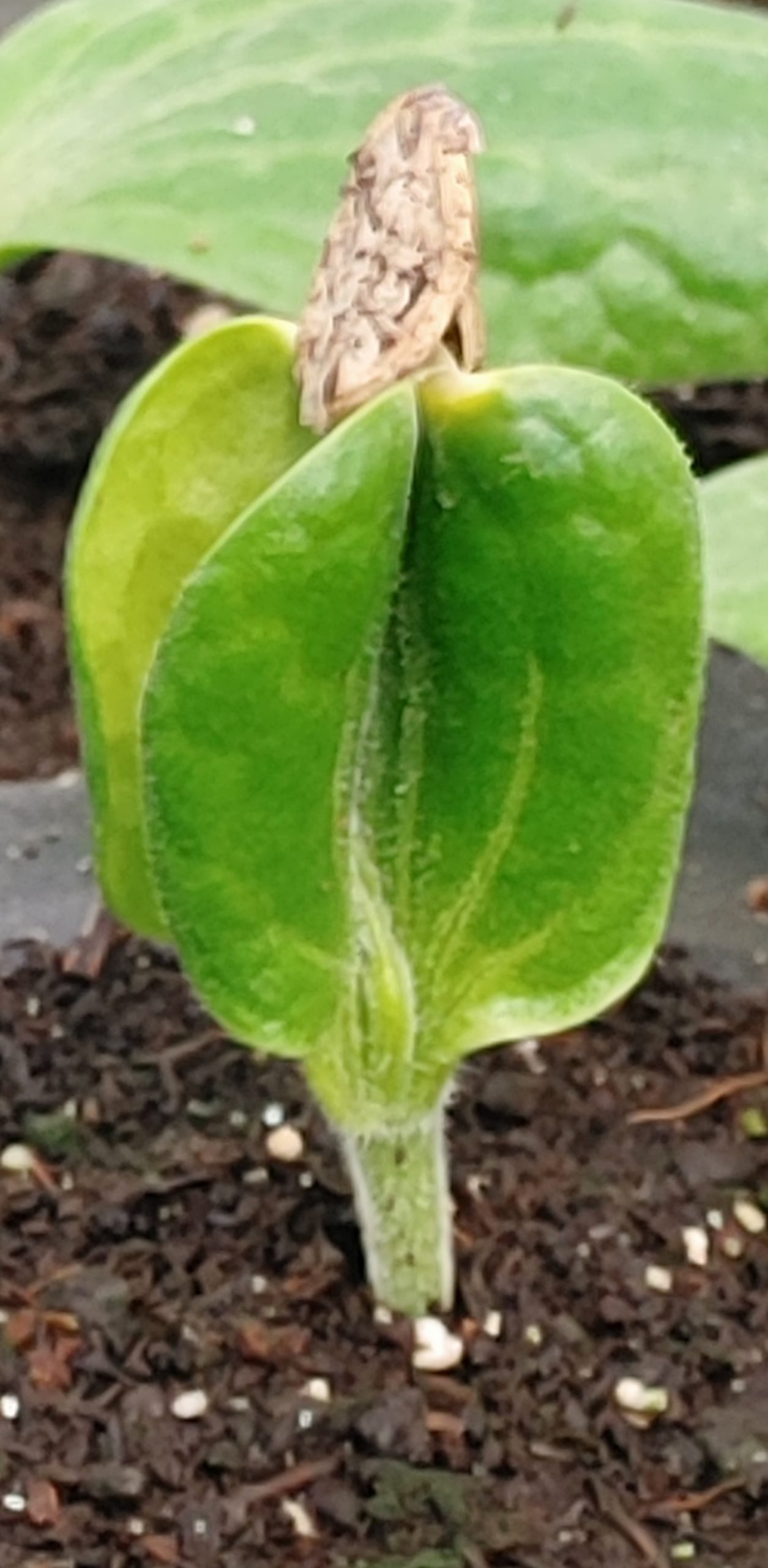 Discipline And Authority - SoberOasis