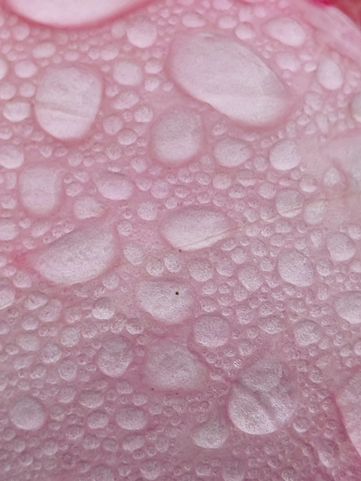 Meditation - SoberOasis