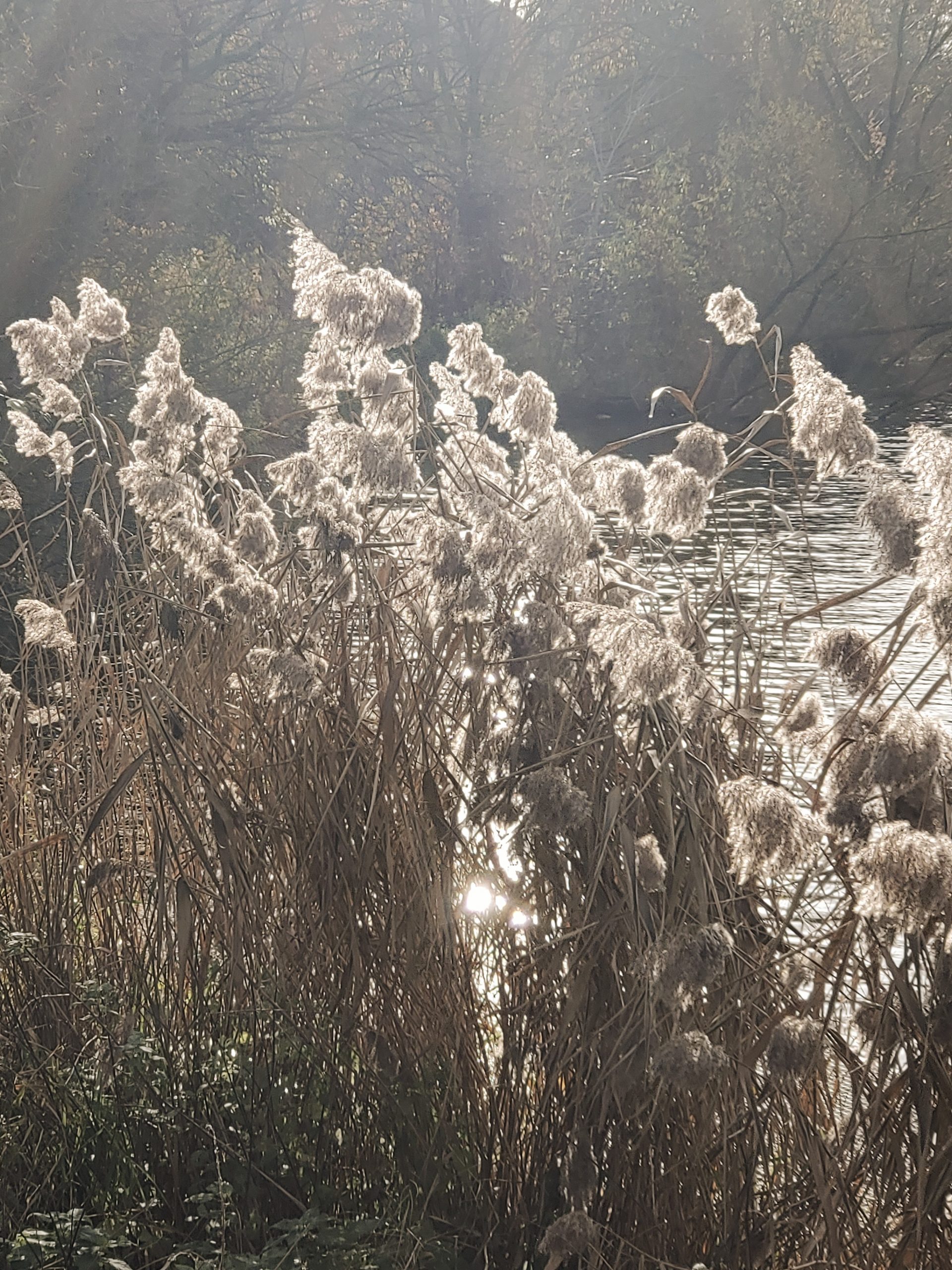 Adaptability - SoberOasis