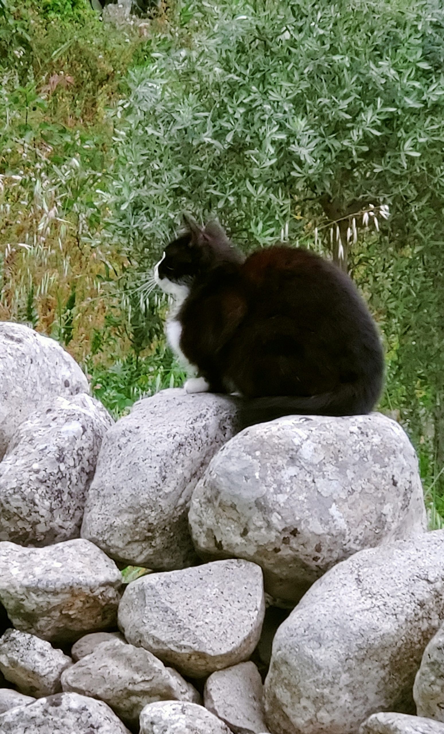 Non-Violence - SoberOasis