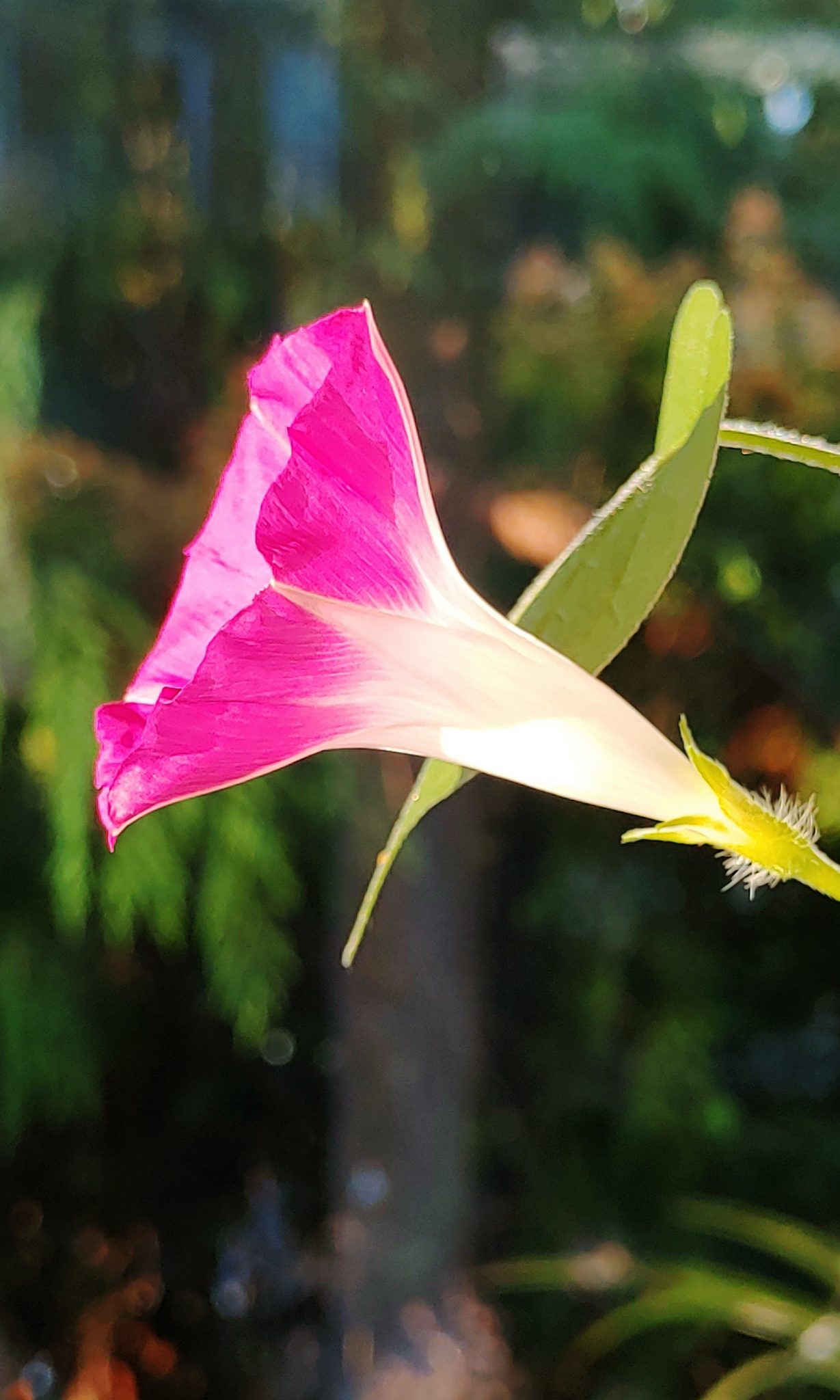 Summertime - SoberOasis