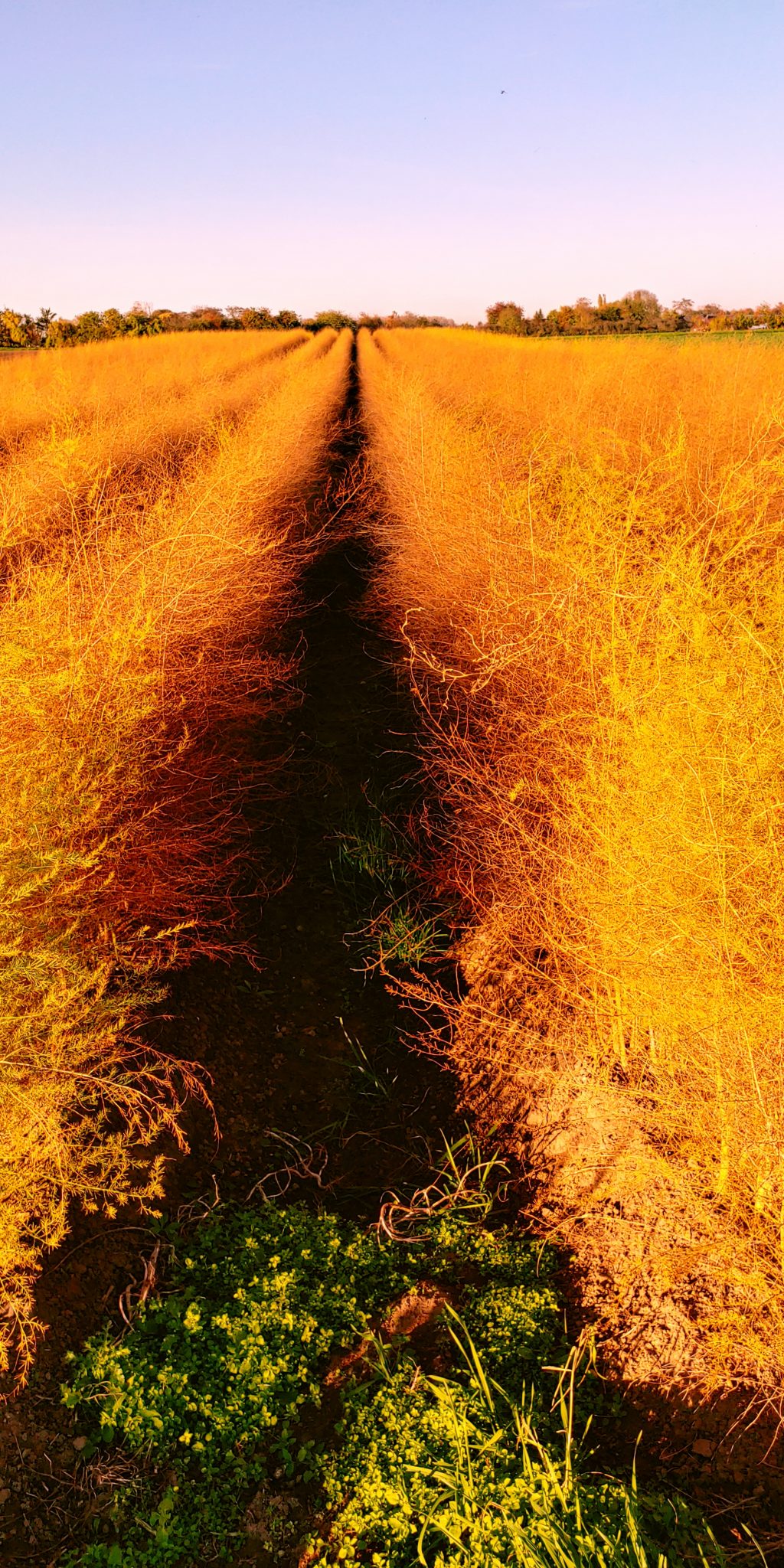 Comfort Zone - SoberOasis