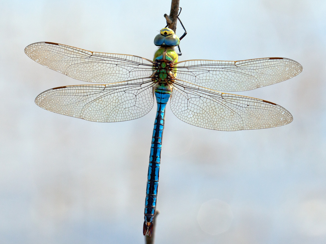 Transformation Coaching - SoberOasis